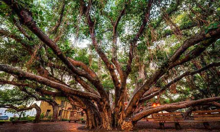 Top 20 things to do in Lahaina Maui - This Hawaii Life