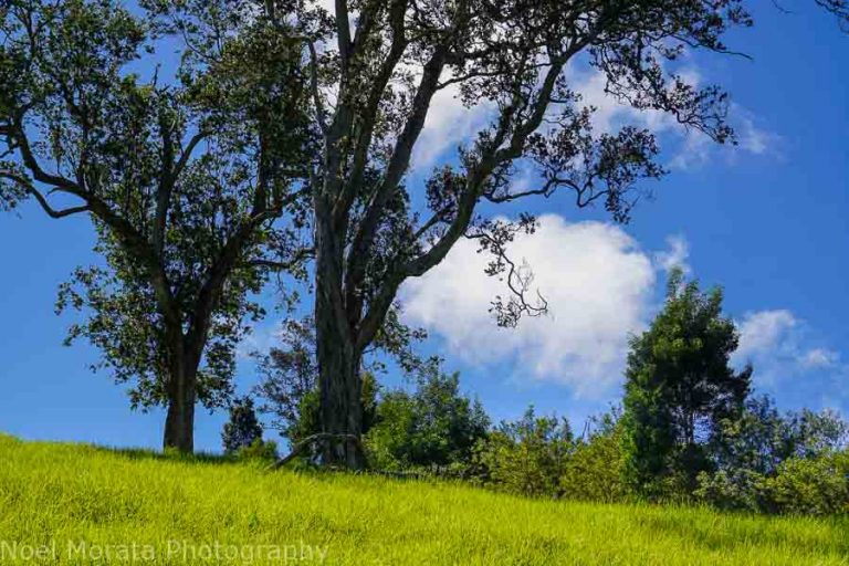 Big Island hike at Pu’uwa’awa’a - This Hawaii Life