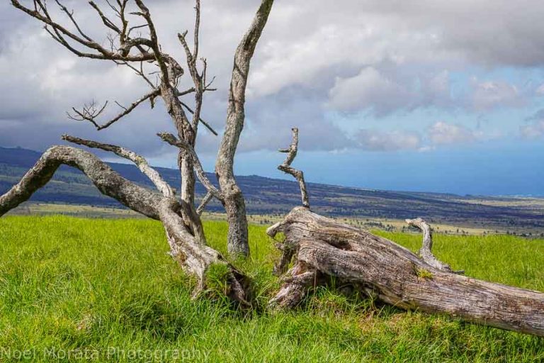 Big Island hike at Pu’uwa’awa’a - This Hawaii Life