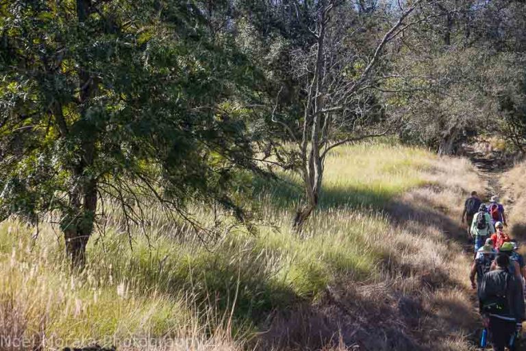 Big Island hike at Pu’uwa’awa’a - This Hawaii Life