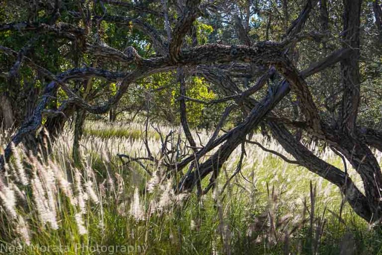 Big Island hike at Pu’uwa’awa’a - This Hawaii Life