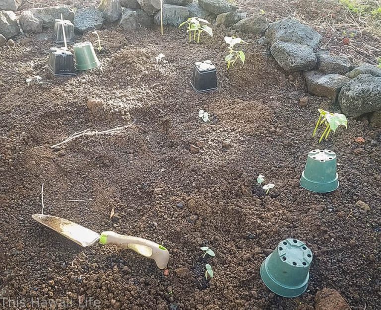 Plant a garden in Hawaii - This Hawaii Life