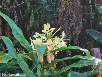Fragrant flowers of Hawaii - This Hawaii Life