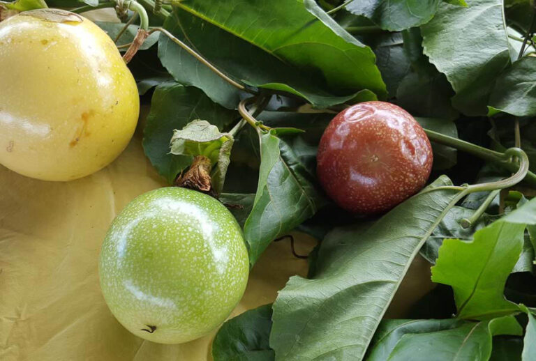Best 27 Hawaiian fruit to try on the spot - This Hawaii Life