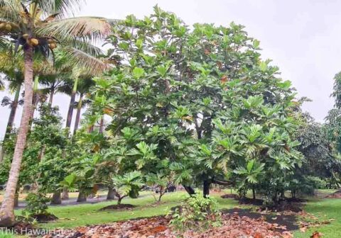 Breadfruit in Hawaii - This Hawaii Life