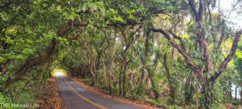 Red Road Hawaii - Kalapana Kapoho road - This Hawaii Life