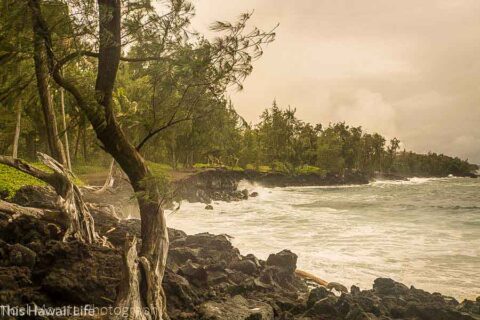 Puna - This Hawaii Life