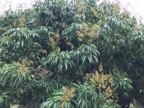 Lychee fruit - This Hawaii Life