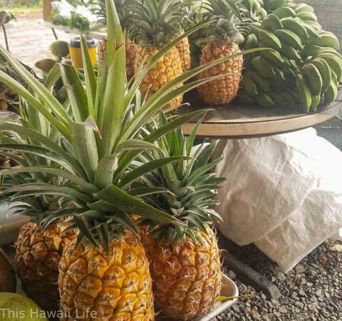 Ripe pineapples - This Hawaii Life