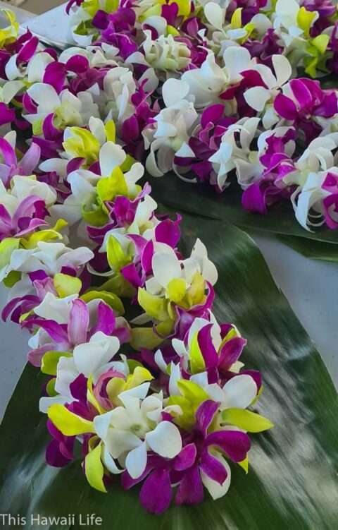 Hawaiian Lei Flower | This Hawaii Life
