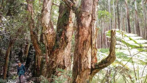 Kalopa State Park - This Hawaii Life