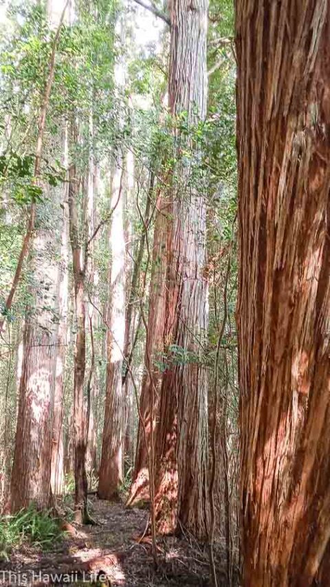 Kalopa State Park - This Hawaii Life