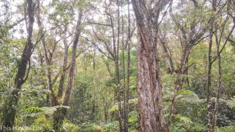 Kalopa State Park - This Hawaii Life