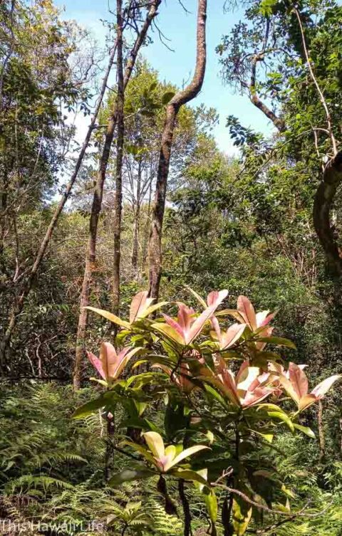 Kalopa State Park - This Hawaii Life