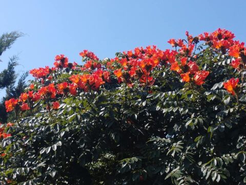 Flowering trees of Hawaii - This Hawaii Life