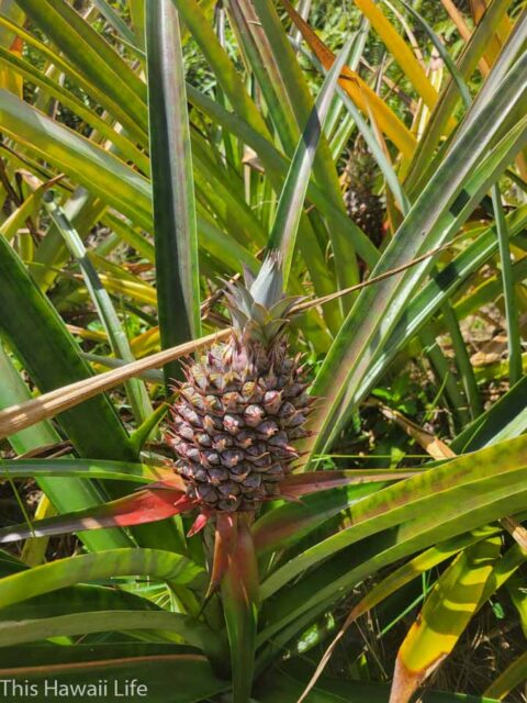 Vegetables in Hawaii | This Hawaii Life