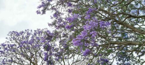 Flowering trees of Hawaii - This Hawaii Life
